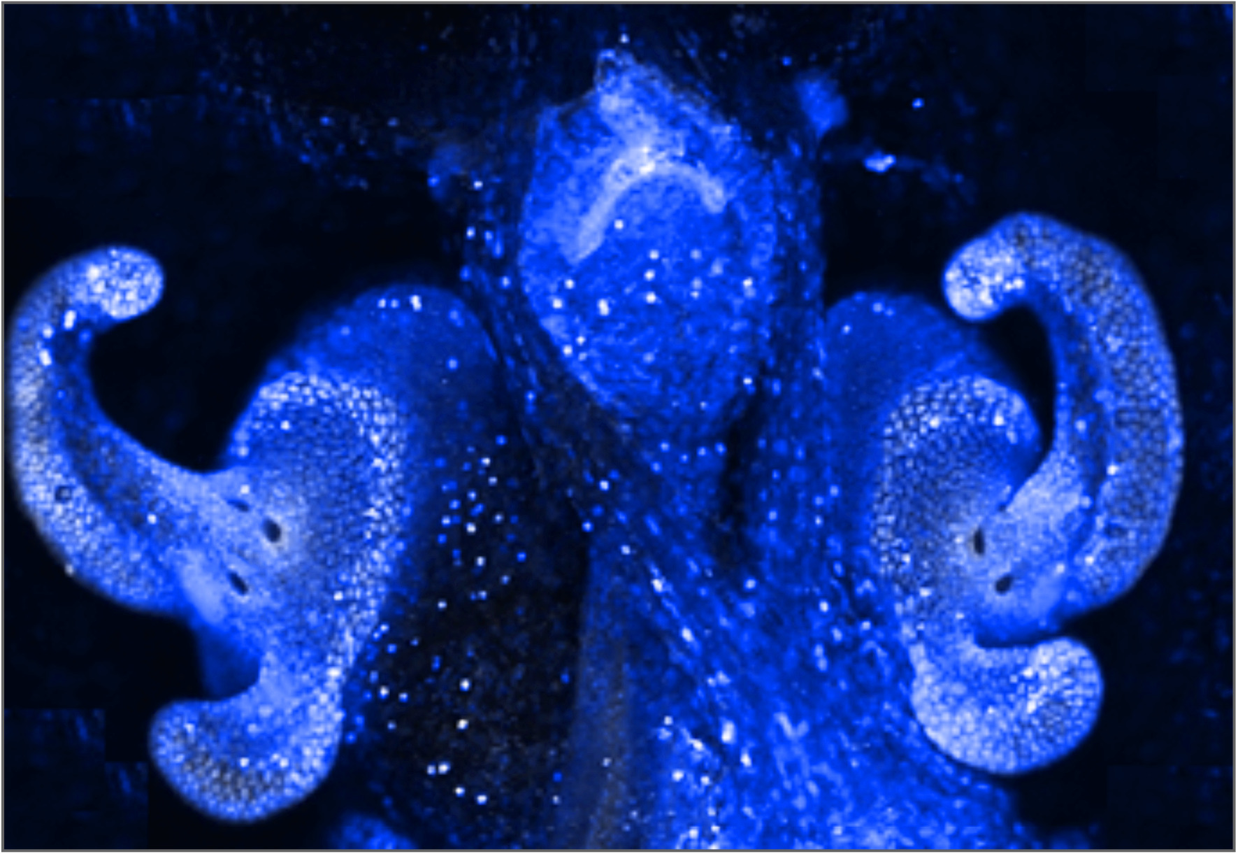 Pores on the surface of the Hawaiian bobtail squid light organ | National Institute of General ...